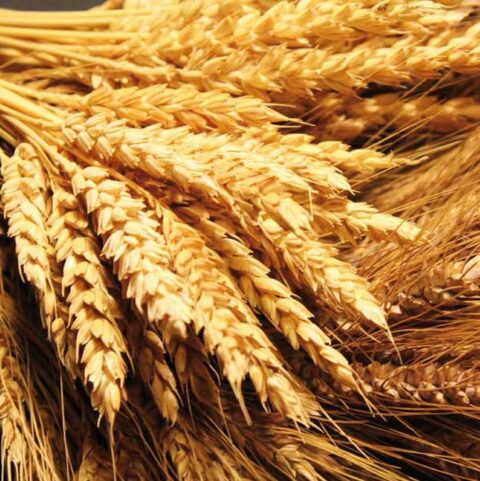 Nos produits - Flor de Pèira